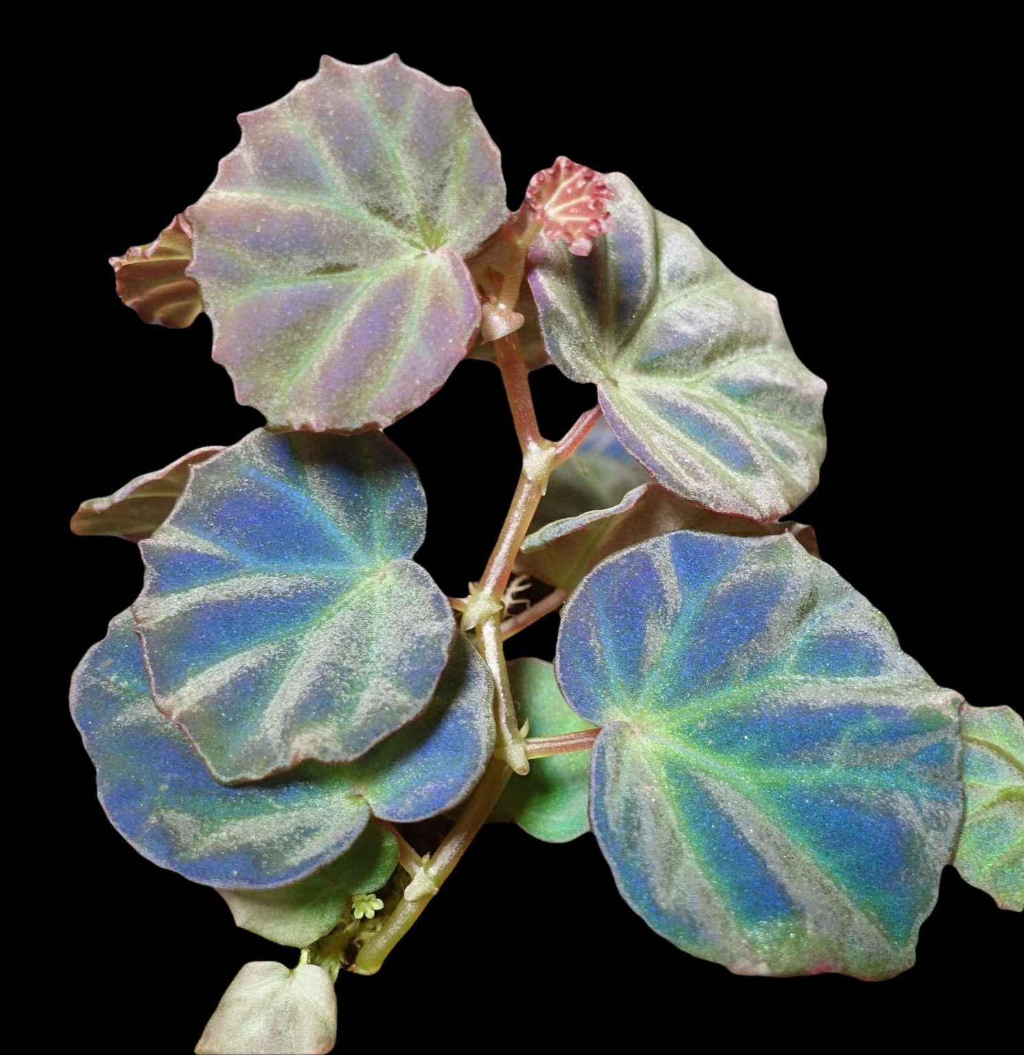 Begonia sp. Sarawak for sale - Flora Magnifica
