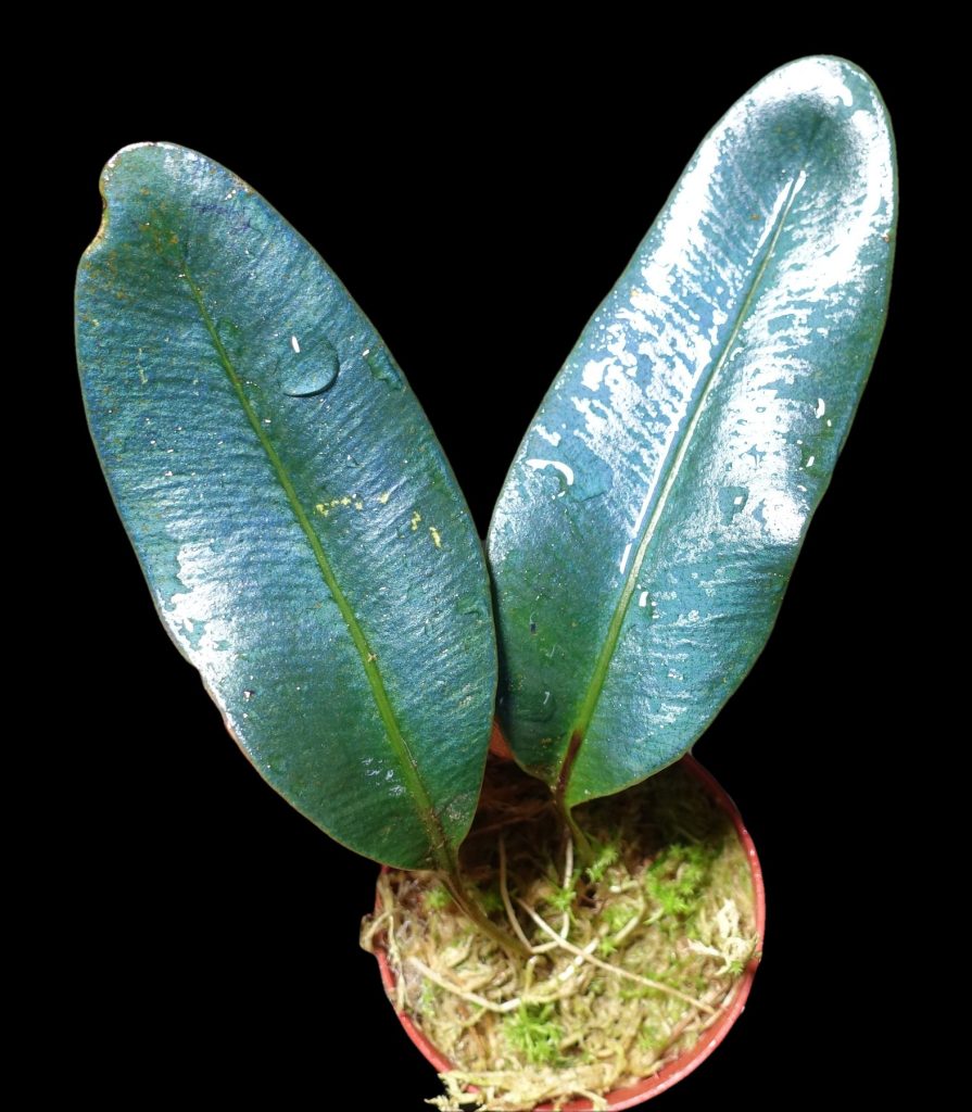 Iridescent Plants for sale - Flora Magnifica